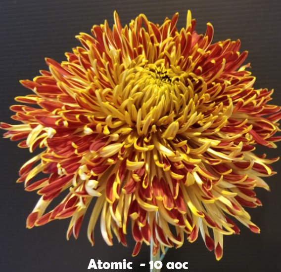 ECA Quill and Spoon Varietals | Evergreen Chrysanthemum Association