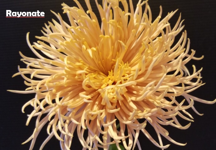 ECA Quill and Spoon Varietals | Evergreen Chrysanthemum Association